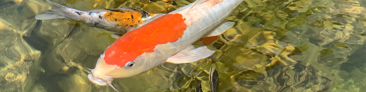 Pond Fish - Sweetwater Ponds