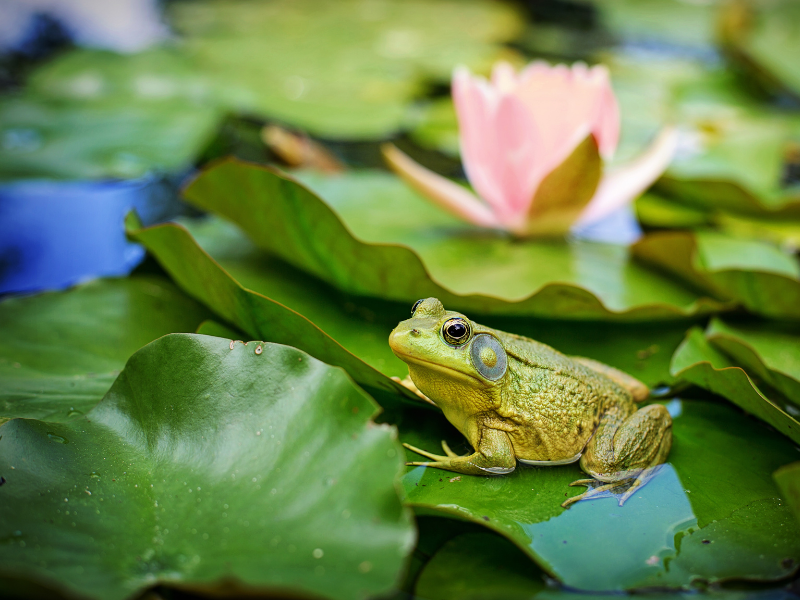 How get rid of frogs in your pond - Sweetwater Ponds