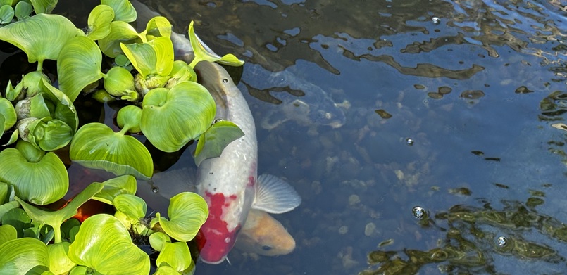 How to tell if your pond has male or female koi - Sweetwater Ponds