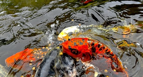 Fun Things You Can Feed Your fish (koi and goldfish) - Sweetwater Ponds