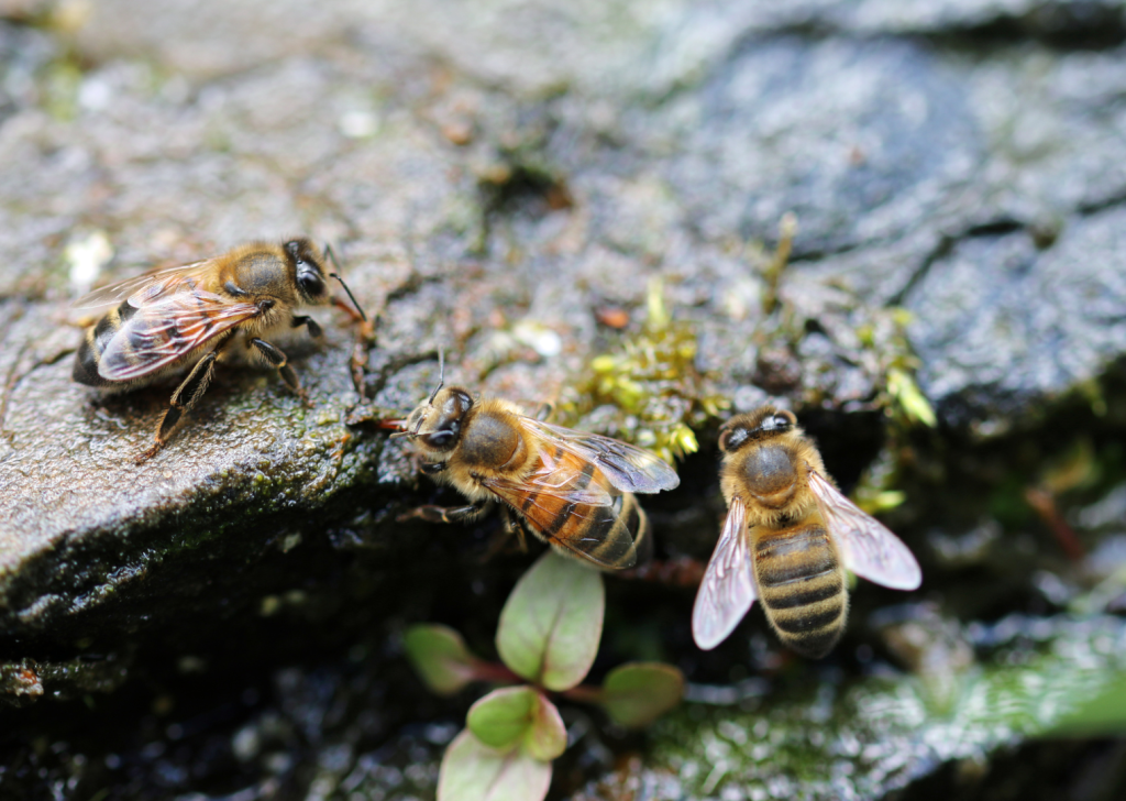 Is Your Pond Bee Friendly? - Sweetwater Ponds