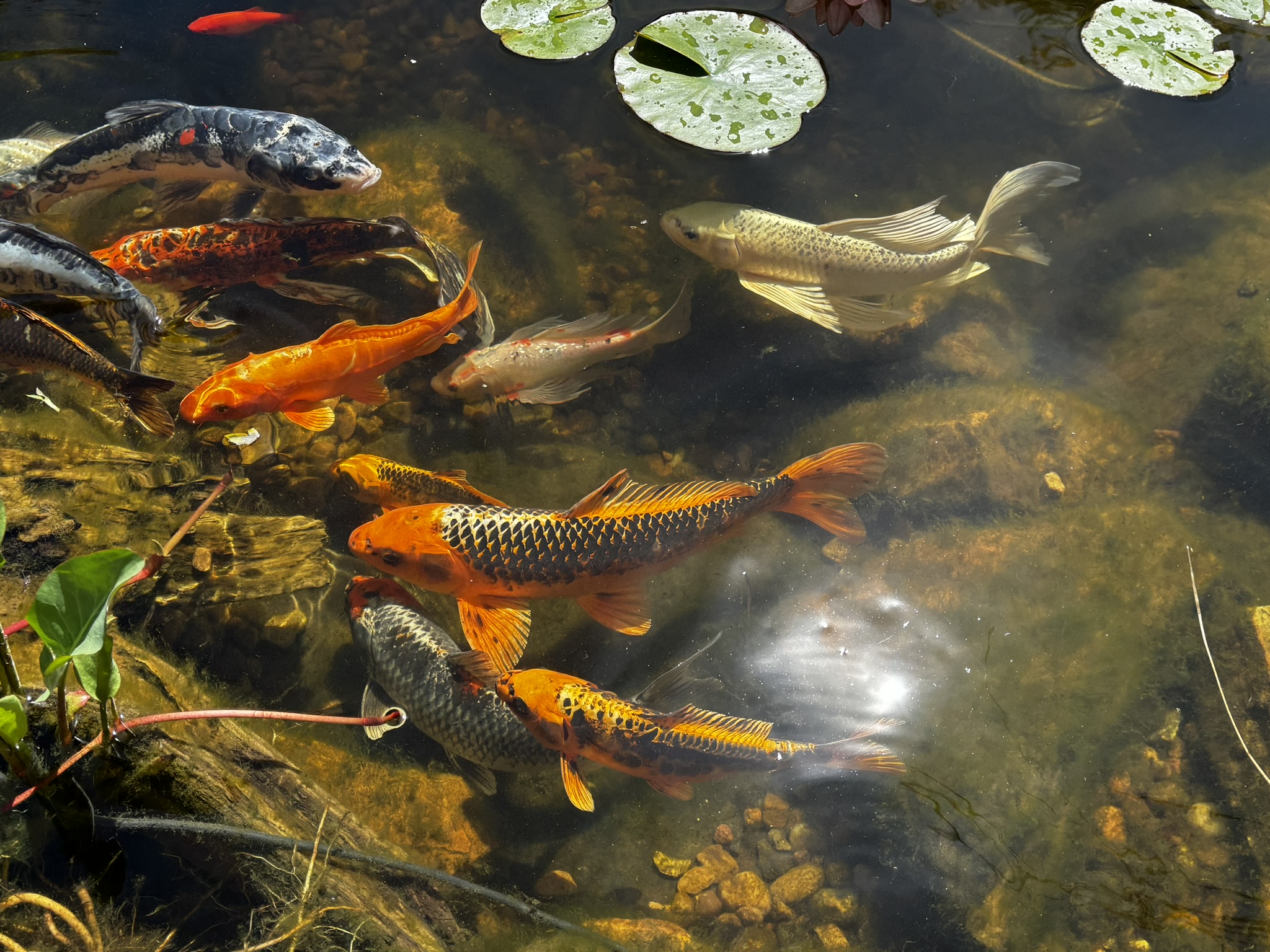 Sinking or Floating Fish Food - Sweetwater Ponds