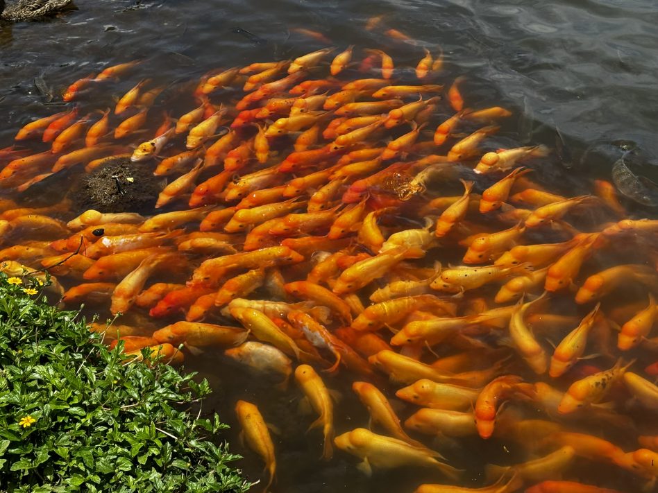 How to Feed Your Pond Fish - Sweetwater Ponds