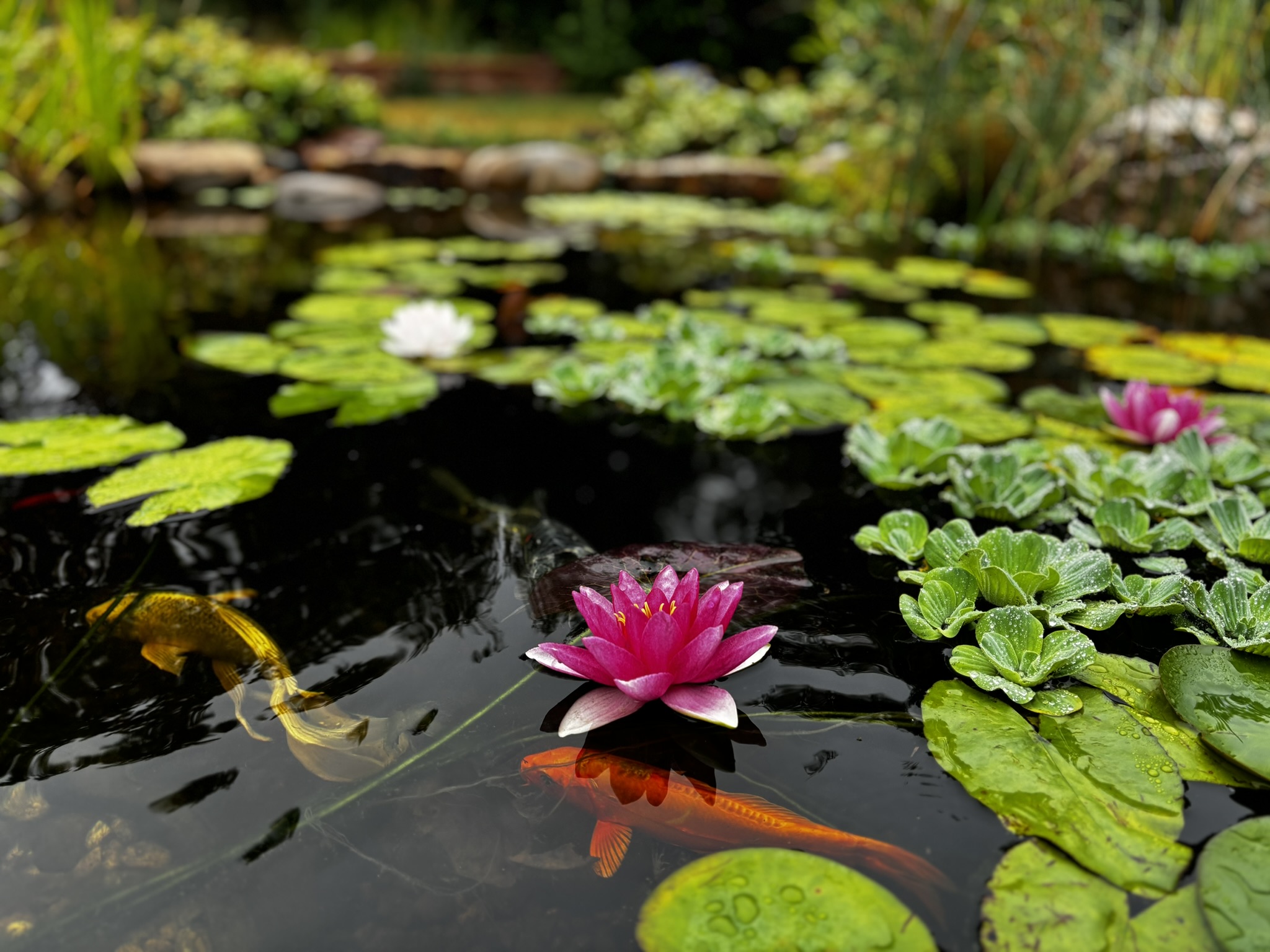 Pond Equipment Photo Comparison - Sweetwater Ponds