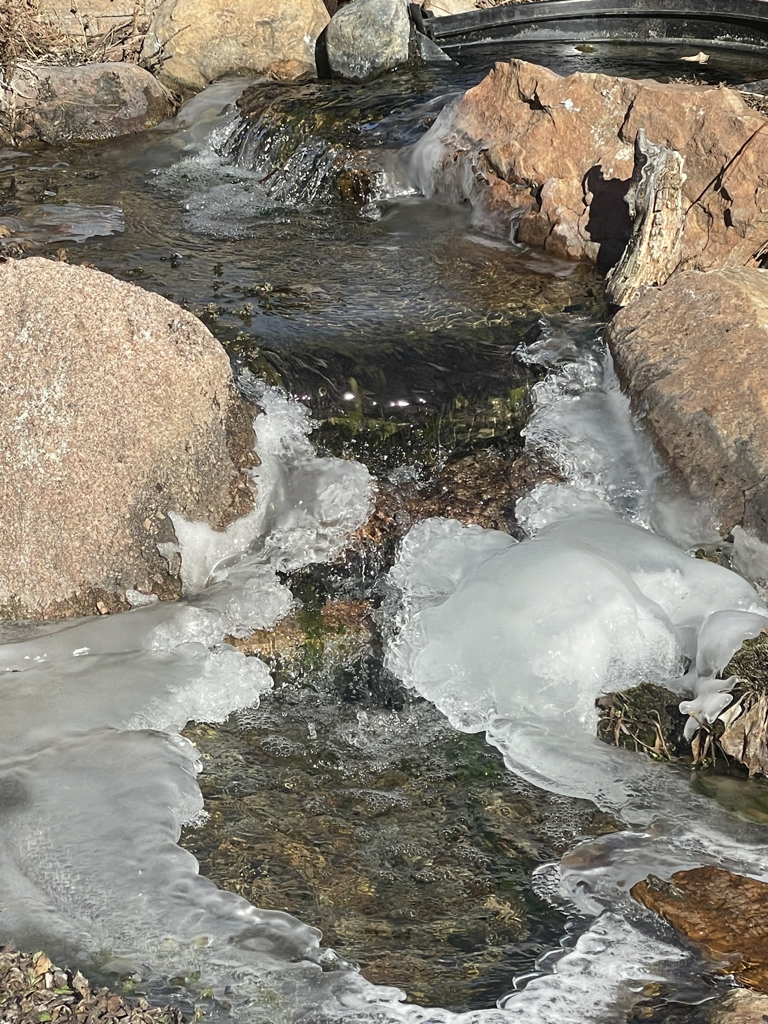 Cold Water Bacteria - Sweetwater Ponds