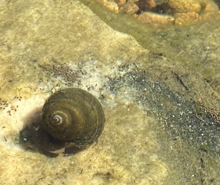 Pond Snails - What to know - Sweetwater Ponds